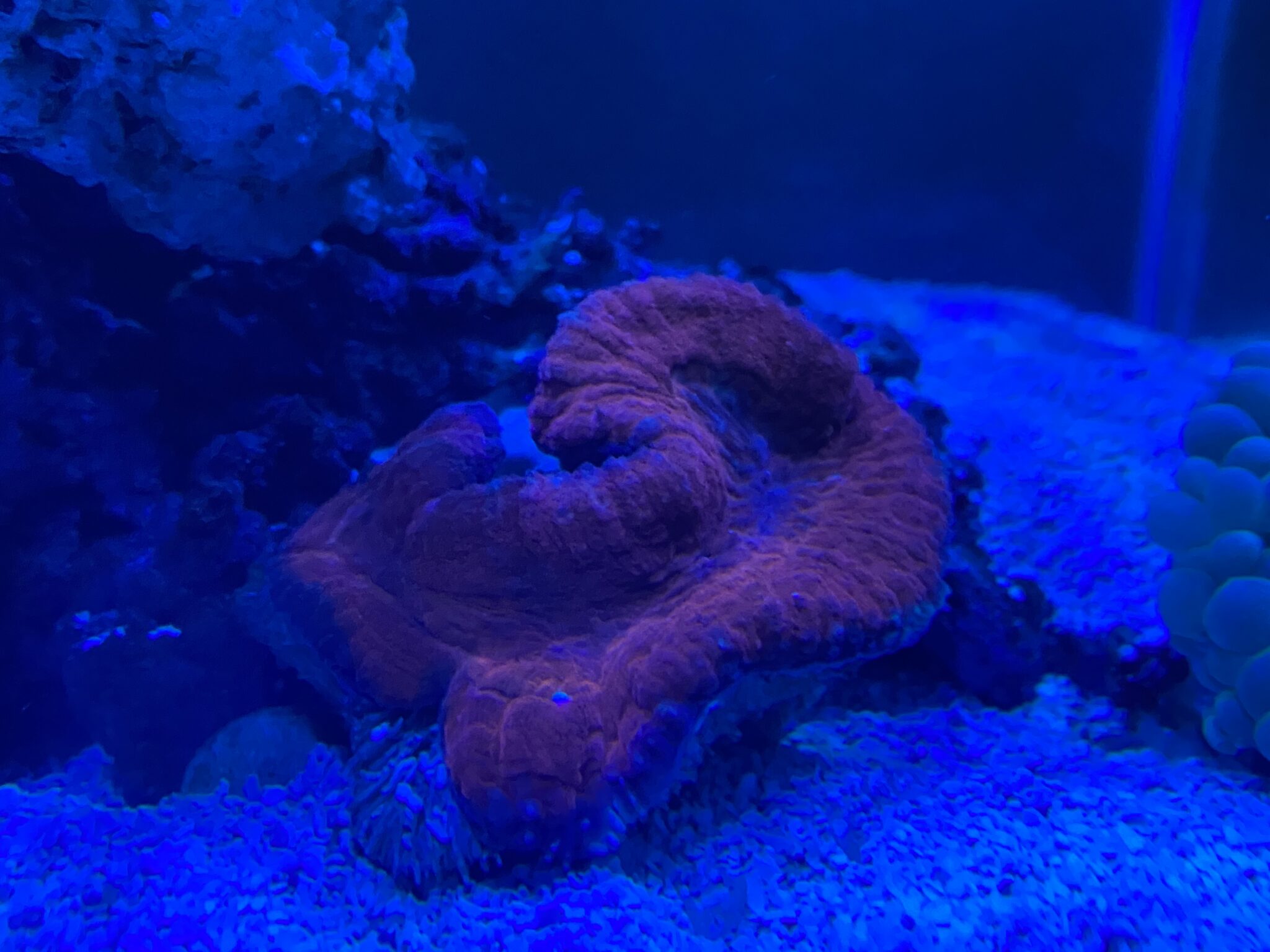 青系のライトをしっかりと当ててやると、ハナガタサンゴの共肉が蛍光色が輝いて非常に美しいです。