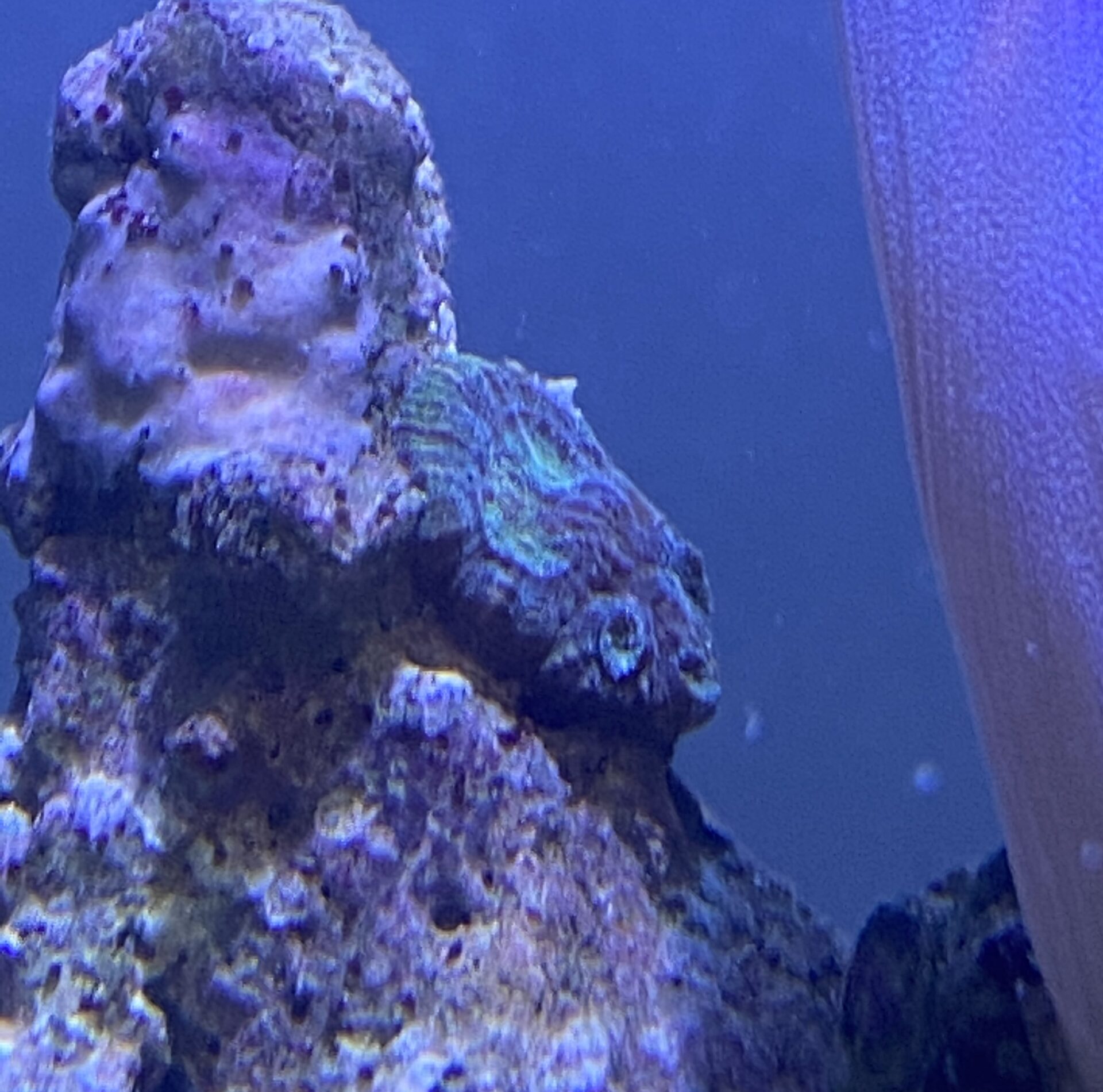 ハナガタサンゴはどんなサンゴ？飼育法と注意点！【水質・光・水流・餌・増やし方】